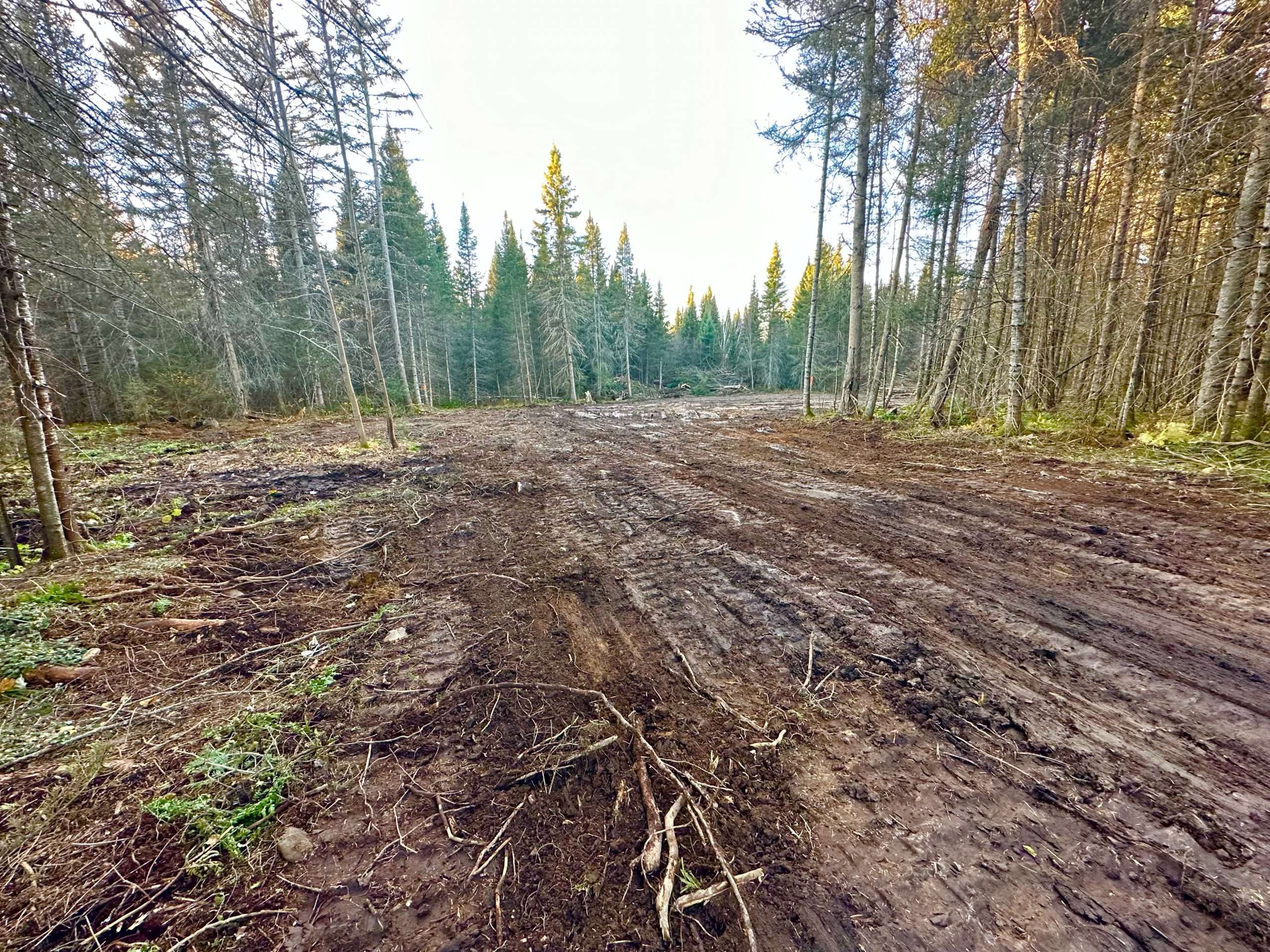 The Benefits of Clearing a Treed Lot for Sale: Why You Should Choose ...