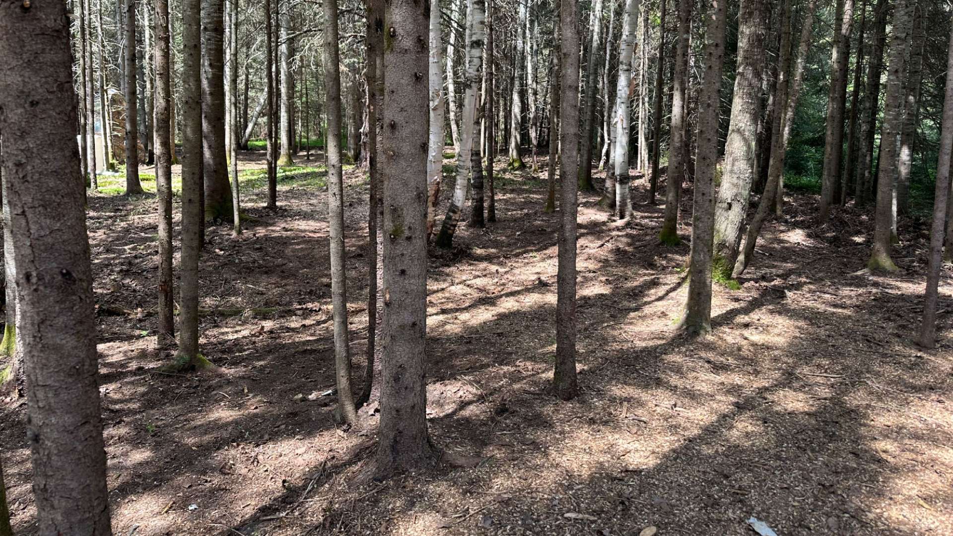 Why Forestry Thinning is Good for the Forest: Benefits and Local Impact ...