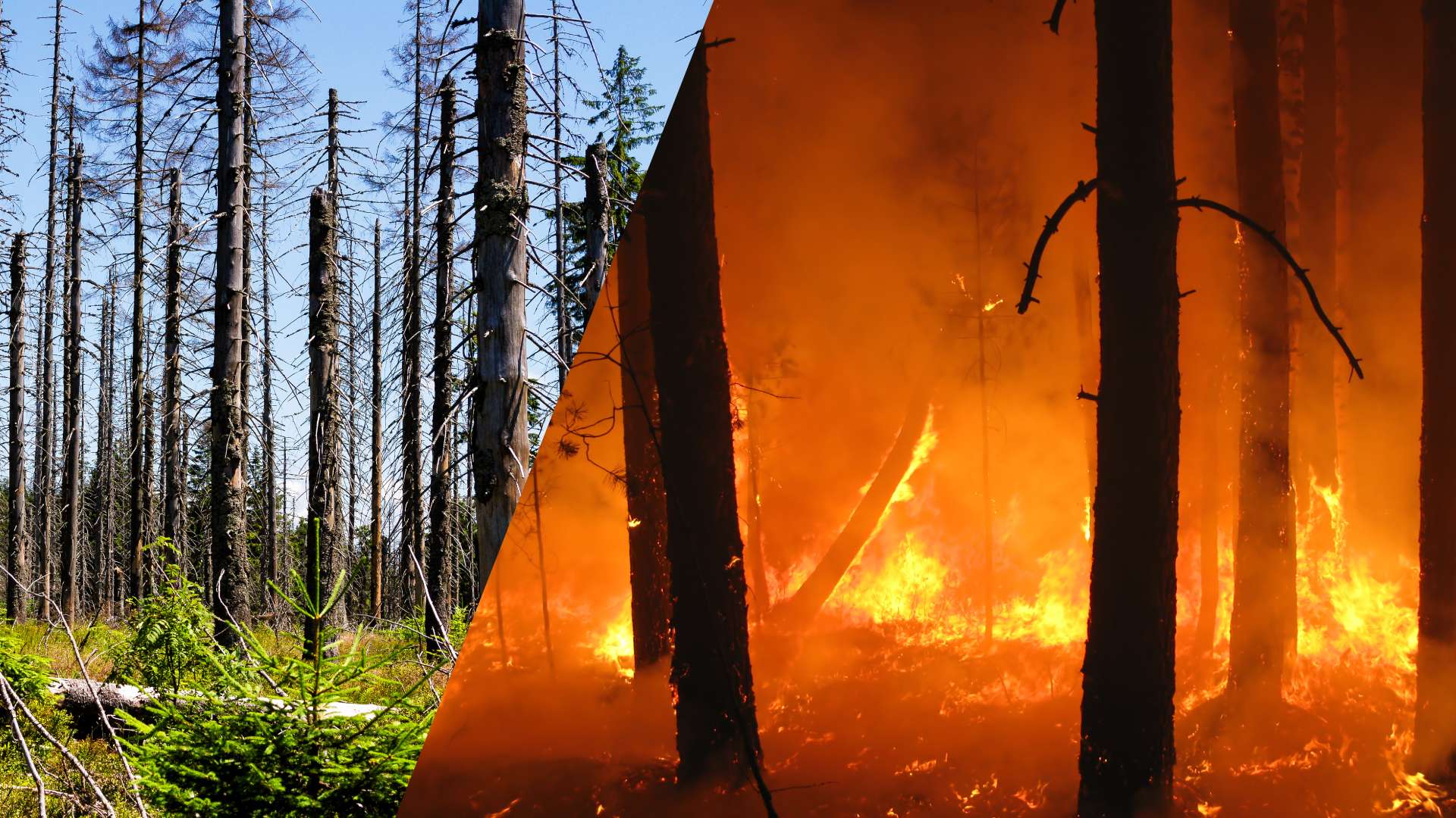 Dead Timber, Not Just Climate Change: The Real Story Behind Wildfire ...