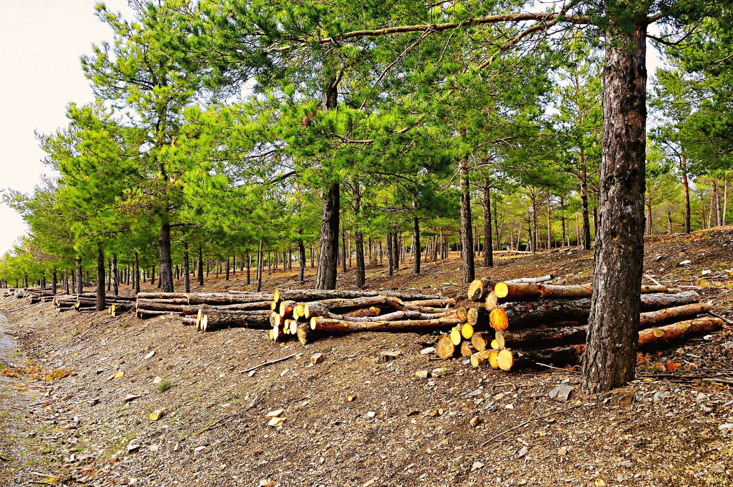 Forest Thinning: A Practical Approach to Fire Prevention and Land ...