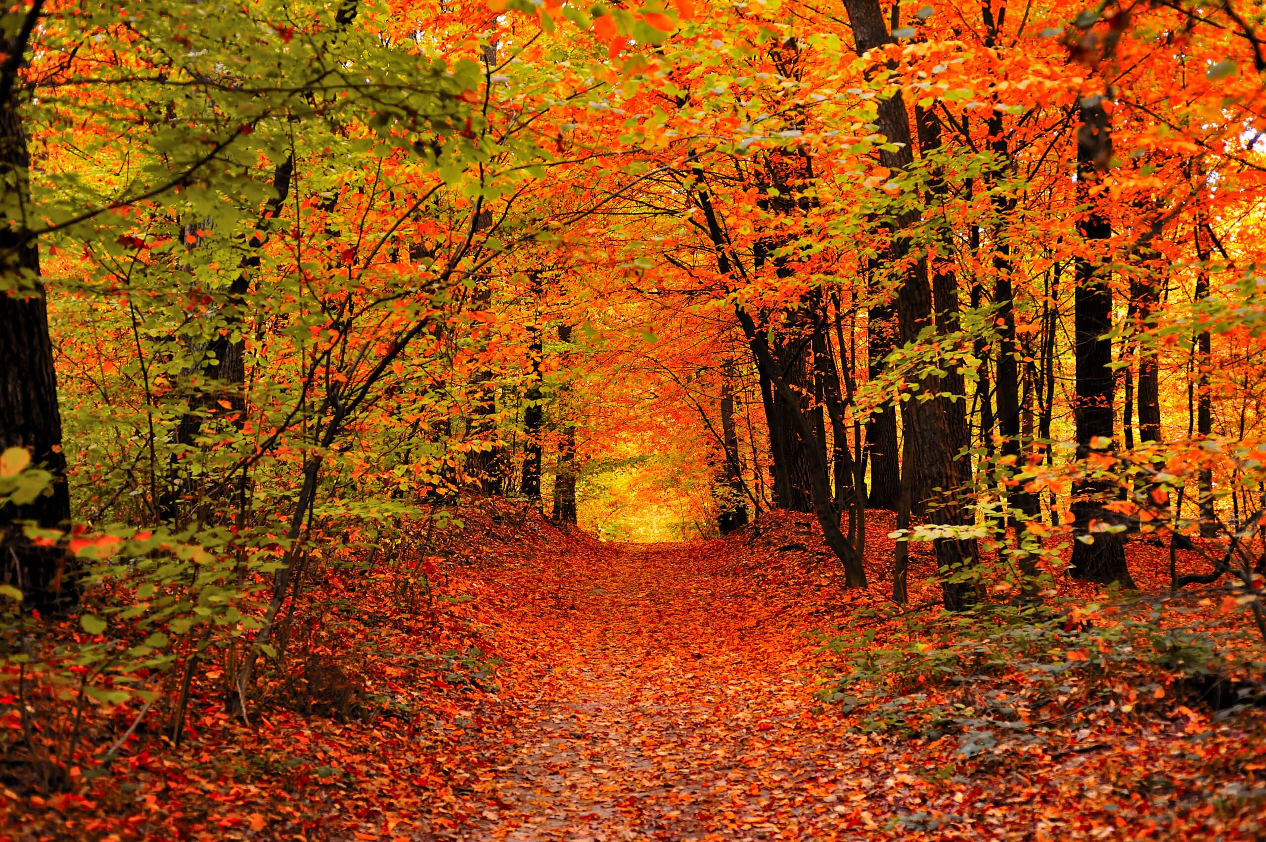 Fall in Northern Ontario — The Smart Time for ATV Trail Building ...