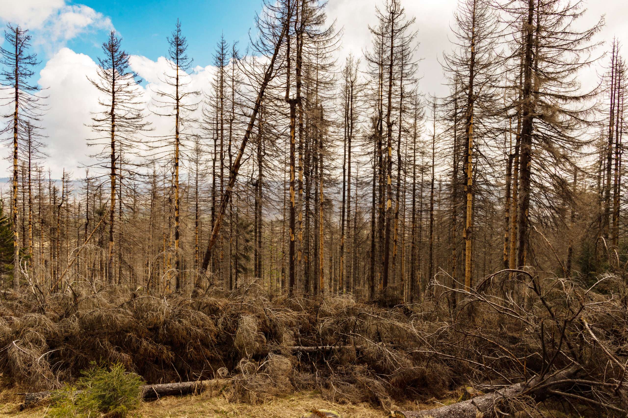 Spruce Budworm Aftermath: Why Dead Spruce Trees Mean Land-Clearing ...